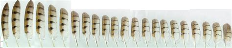 Barn Owl Primary Flight Feathers