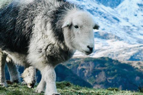 Shearling Ewe In Front Of Weatherlam Yew Tree Farm