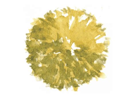 Free Plan Tree Png Download Free Plan Tree Png Png Images Free ClipArts On Clipart Library