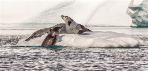 Antarctic Seals Use Dive Timing Strategy To Optimize Foraging Possibilties