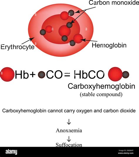 Carboxyhemoglobin Cut Out Stock Images And Pictures Alamy