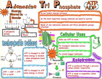 Unit Cell Energy ATP TPT