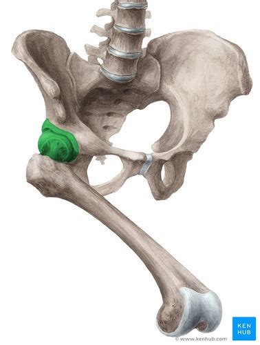 Joints Of The Lower Appendage Flashcards Quizlet