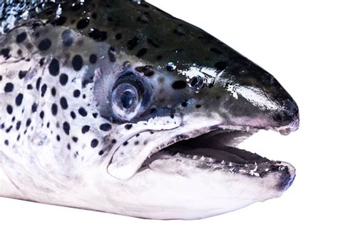 연어 물고기에 고립 된 흰색 배경 신선한 야생 연어는 흰색 절연입니다 신선한 전체 연어입니다 텍스트에 대 한 빈 공간입니다 공간에 복사 합니다 건강한 생활방식에 대한 스톡