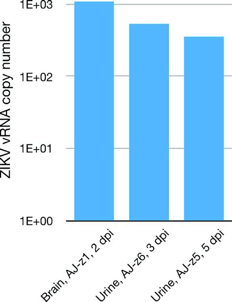 Zika Virus Rna Abundance In Infected Jamaican Fruit Bats Viral Rna Was