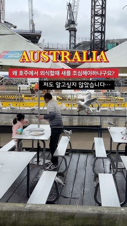 호주에서 외식할때 새를 조심해야하는 이유 Youtube