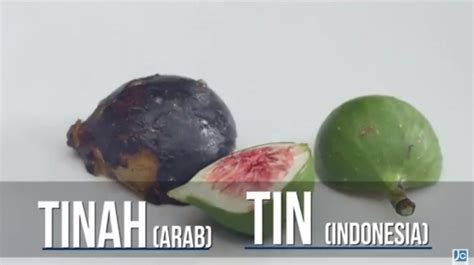 Faktaalkitab Mengenal Pohon Ara Yang Dikutuk Yesus Dalam Perjanjian Baru