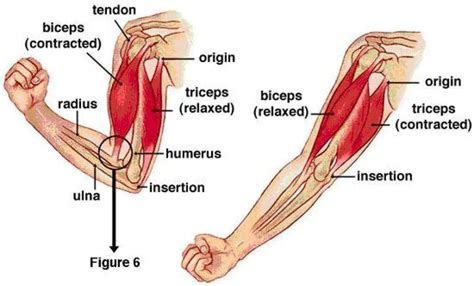 Arm Diagram Healthiack