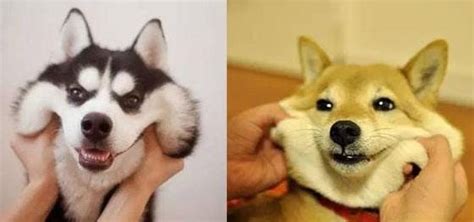 Transfer Learning With Mxnet Gluon By Jason Xu Medium