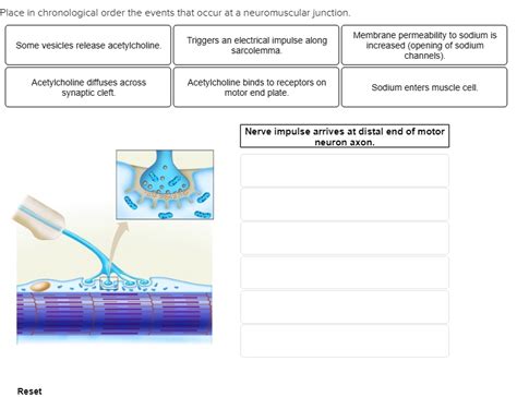 Solved Place In Chronological Order The Events That Occur At A Neuromuscular Junction Triggers