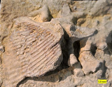 Woosters Fossil Of The Week Upper Ordovician Bivalve Bioimmured By A