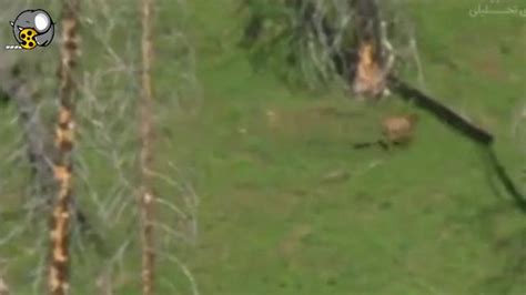 فیلم شکار گوزن نگون بخت توسط خرس فیلو