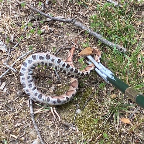 Copperhead Snake Markings At Brooke Donald Blog