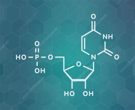 Uridine Monophosphate Nucleotide Molecule Illustration Stock Image F027 9659 Science