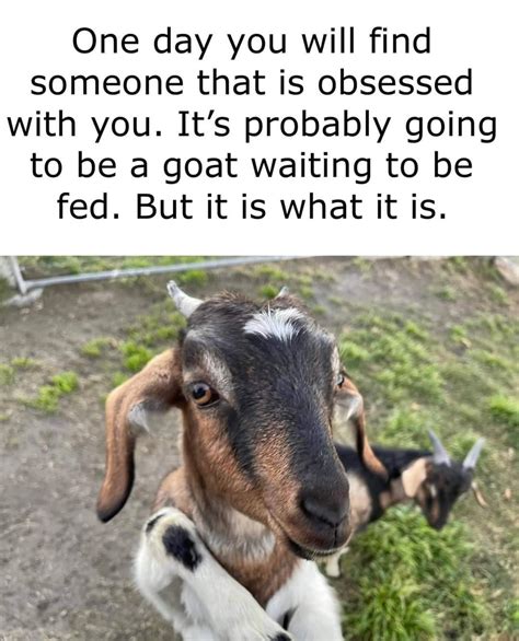 71 Goat Memes Ideas Goats Funny Cute Goats Goats