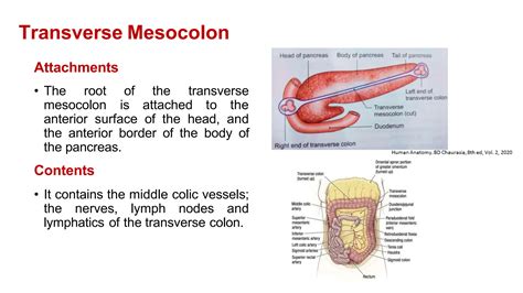 Peritoneum Structure And Function Anatomy Pptx