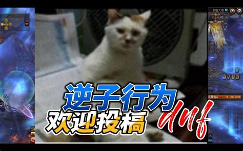 Dnf逆子行为2 豹子头零充丶真 豹子头零充丶真 哔哩哔哩视频