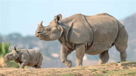 Rhinoceros San Diego Zoo Animals And Plants