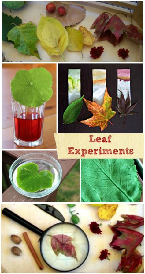 18 Leaf Science Experiments Projects For Fall Artofit