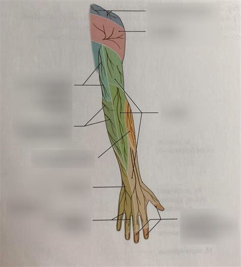 Vue 33 Anat Diagram Quizlet
