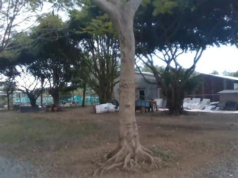 Tree Dataset Instance Segmentation Dataset By Oregon State University