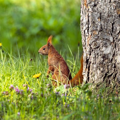 Download Wallpaper 2780x2780 Squirrel Grass Wildlife Ipad Air Ipad