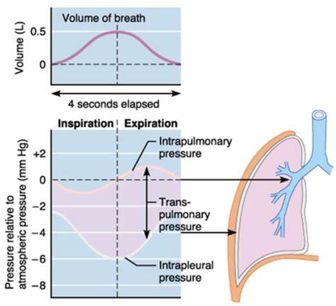 Intrathoracic Pressure And Cardiac Function Flashcards Quizlet