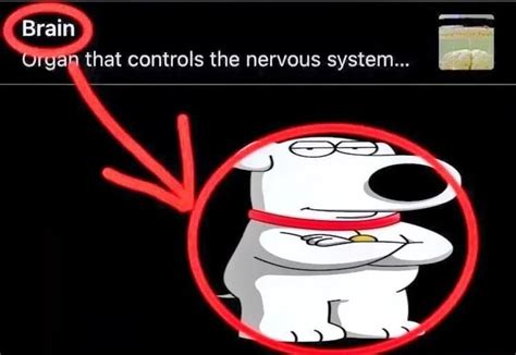 Brain Organ That Controls The Nervous System IFunny
