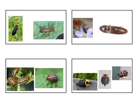 FFA Entomology Insect Powerpoint Student Notes By We Put The Ag In Swag