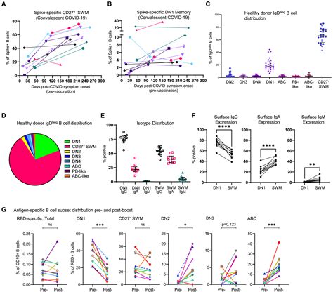 Two Distinct Durable Human Class Switched Memory B Cell Populations Are
