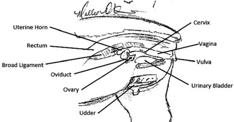 Female Sheep Reproductive System Bitmoms