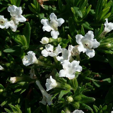 Lithodora Diffusa ‘alba Find Haveplanter