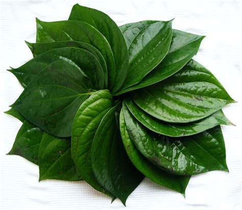 Complete Guide To Growing Betel Leaf Plants And The Benefits Gardenoid