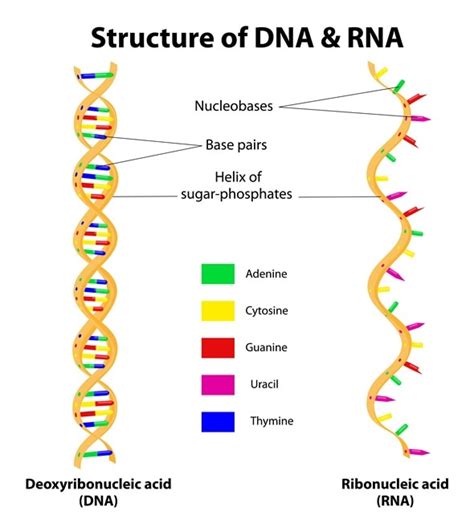 Types Of Rna Mrna Rrna And Trna