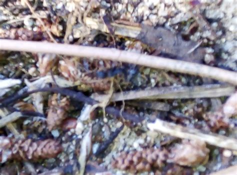 Ants Apheanogaster Object Detection Dataset And Pre Trained Model By Djay De Gier