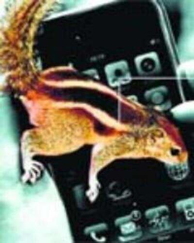 Code Name Squirrel