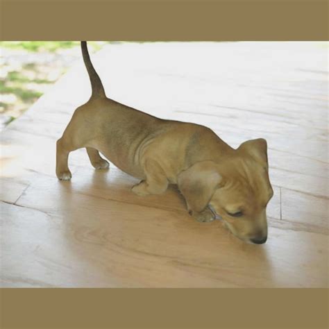 Rosa Small Female Chihuahua X Dachshund Miniature Smooth Haired Mix