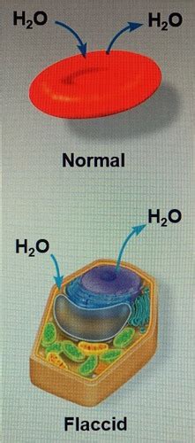 Chapter Membrane Structure And Function Flashcards Quizlet