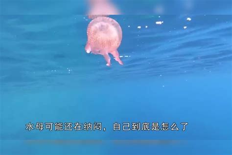 潜水员吐出气泡圈小水母跟着转了起来水母这是怎么了 水母 气泡 潜水员