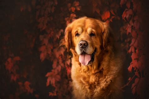 Golden Retriever Hd Wallpapers 1080p