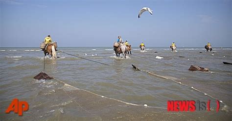 말과 함께 하는 벨기에 전통 새우잡이