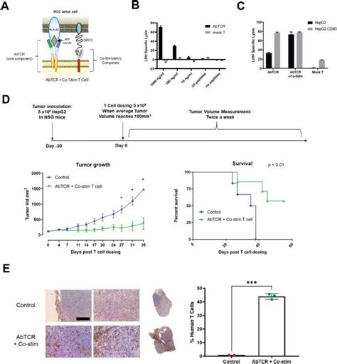 Dr Andreas Herrmann Phd On Linkedin Validation And Promise Of A Tcr Mimic Antibody For Cancer
