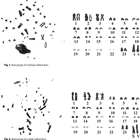 Figure 1 From Polymorphic Karyotypes And Sex Chromosomes In The Tufted Deer Elaphodus