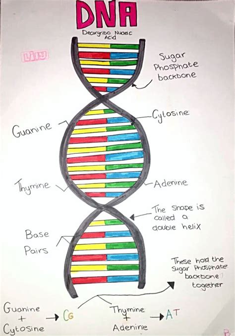 Dna Structure Diagram Bbc Bitesize Dna Structure — Overvie