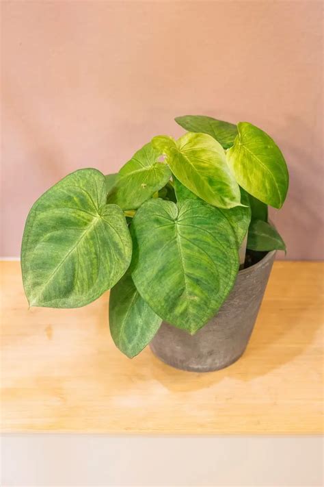 Syngonium Macrophyllum Ice Frost — Plantologie