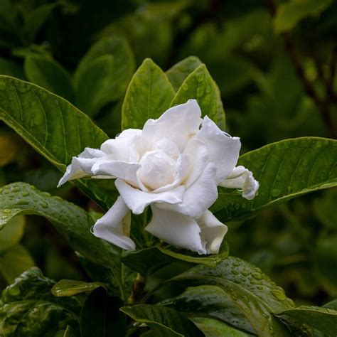 Color Of Gardenia 15 Of The Best Gardenia Varieties Uehm