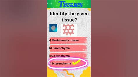 Sclerenchyma Plant Tissues Tissues Class 9 Science Biology Shorts Youtube