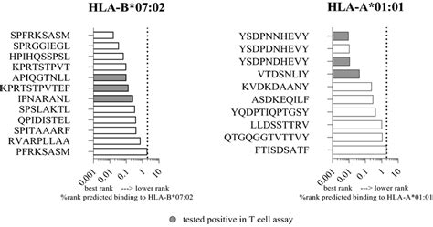 Predicted Binding Affinity Of The Candidate Epitopes To Hla And Download Scientific Diagram