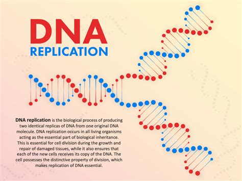 Dna Replication Powerpoint Slides Dna Replication Powerpoint