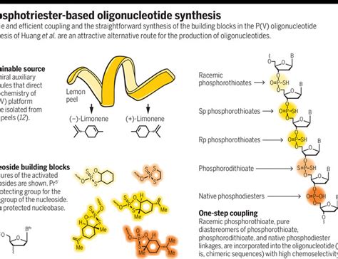 Synthesis Definition Medical At Sienna Deeming Blog